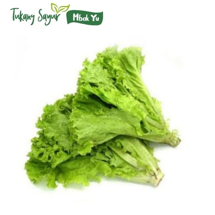 Jual Selada keriting segar 250gr | Shopee Indonesia
