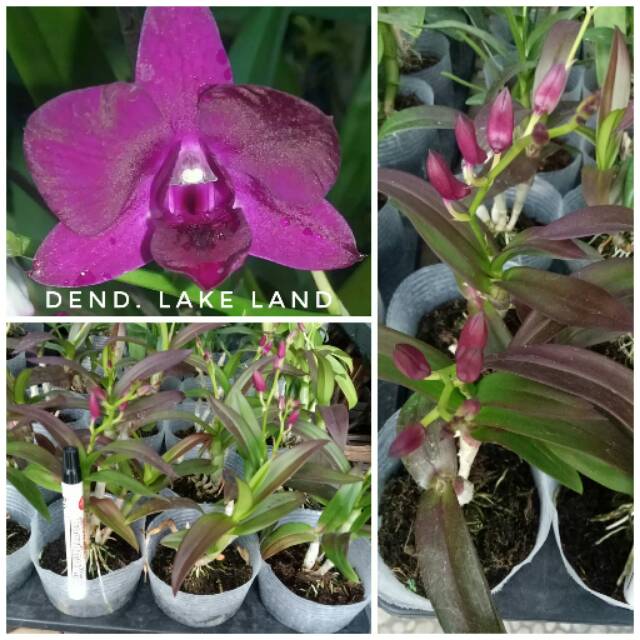 Jual Dendrobium Lake Land / Anggrek Dendrobium Mini silangan Black Cat ...