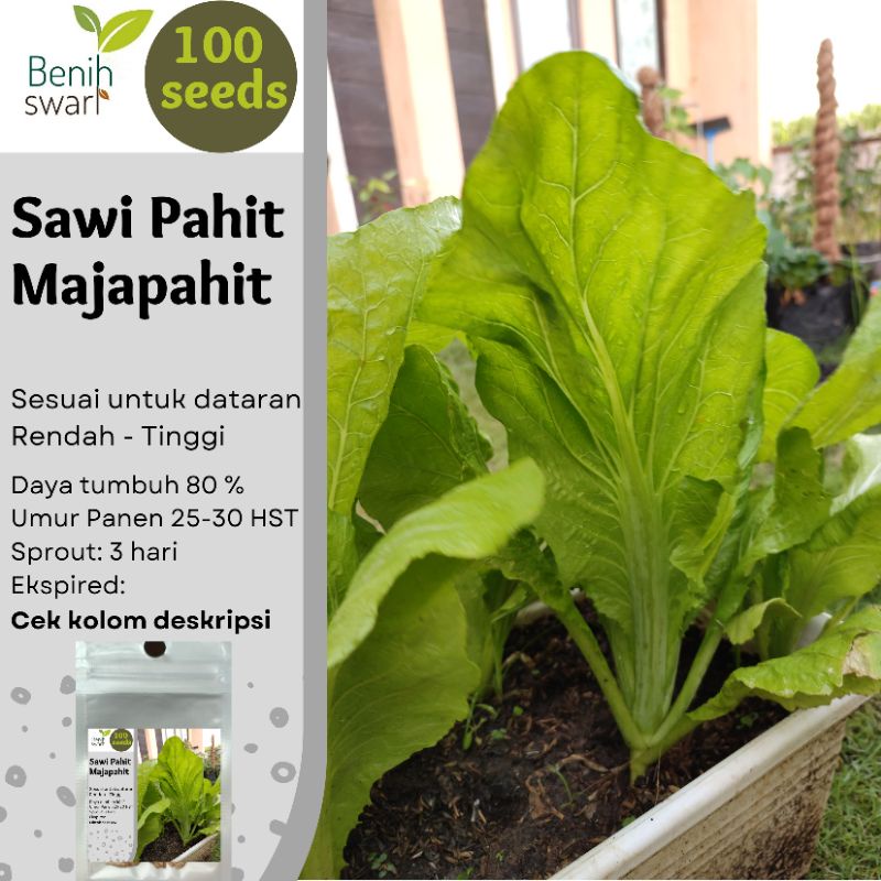 Jual Benih Swari: (isi 100 butir) Benih Sawi Pahit Majapahit | Shopee Indonesia