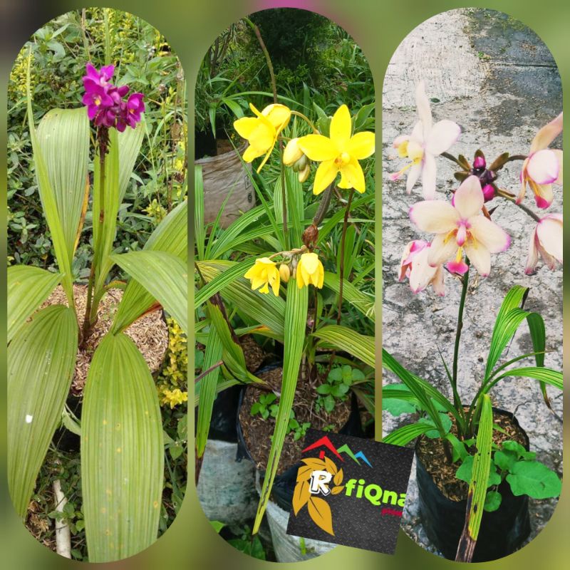 Jual TANAMAN HIAS anggrek tanah/bunga anggrek/tanaman hidup/tanaman ...
