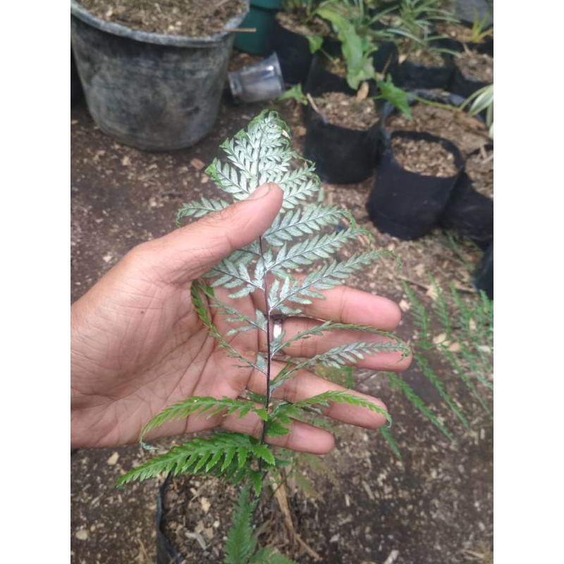 Jual Pohon pakis Hias dewasa | Shopee Indonesia