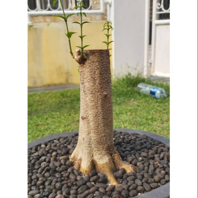 Jual Bahan bonsai anting putri | Shopee Indonesia Jual Bahan bonsai anting putri | Shopee Indonesia