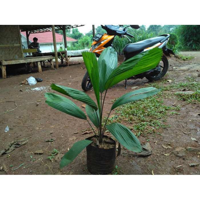 Jual Pohon Palem Kol Atau Palem Kipas | Shopee Indonesia