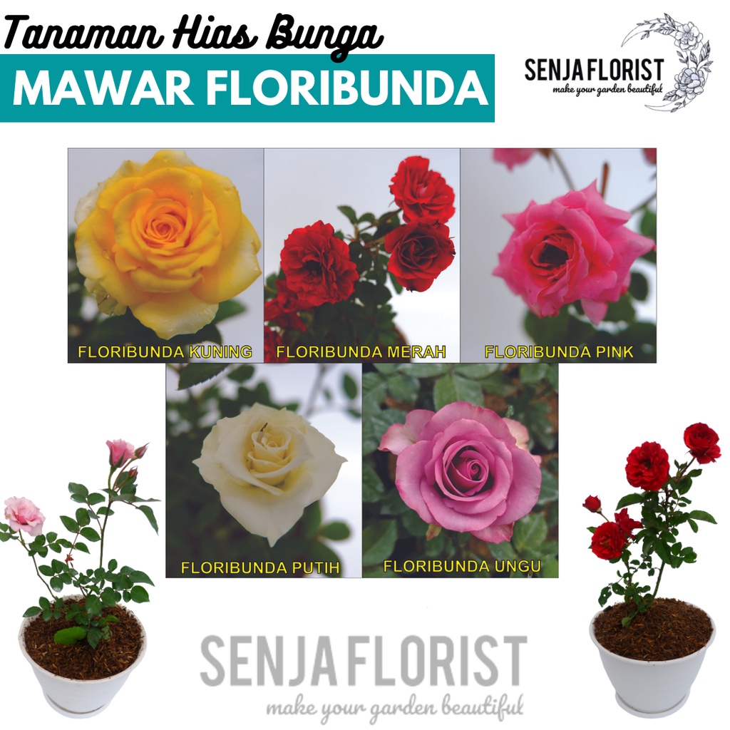 Jual Tanaman Bunga Mawar Floribunda Berbunga / Kuncup | Shopee Indonesia