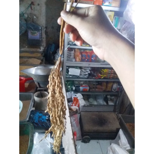 Jual Gabah Gantung/Ikat atau Gabah Tangkai | Shopee Indonesia