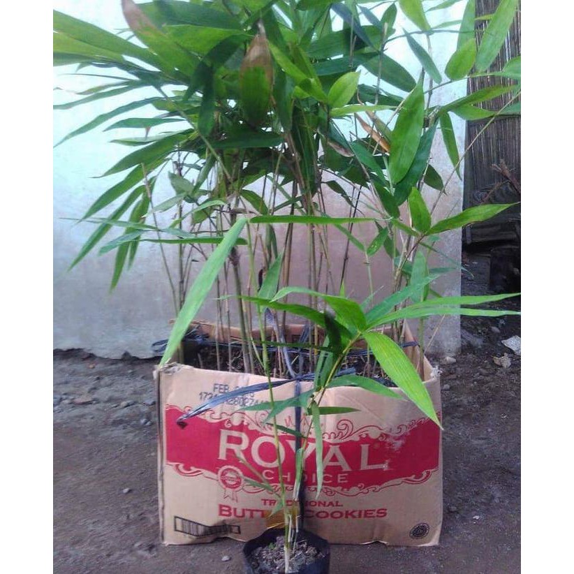 Jual Diskon 20 Bibit Pohon Bambu Petung Atau Betung Kuljar Berkwalitas ...