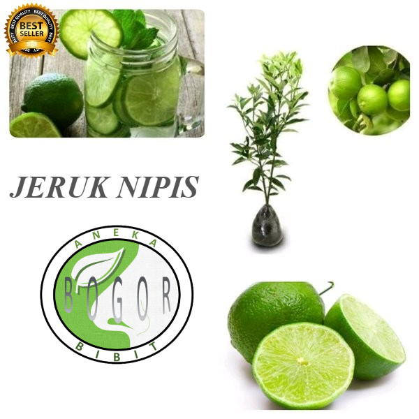 Jual BIBIT POHON TANAMAN BUAH JERUK NIPIS | Shopee Indonesia Jual BIBIT POHON TANAMAN BUAH JERUK NIPIS | Shopee Indonesia