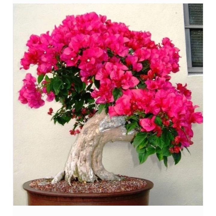 Jual BIBIT BUNGA KERTAS/ BOUGENVILLE 1 WARNA TINGGI 70CM- 1 METER SUDAH ...