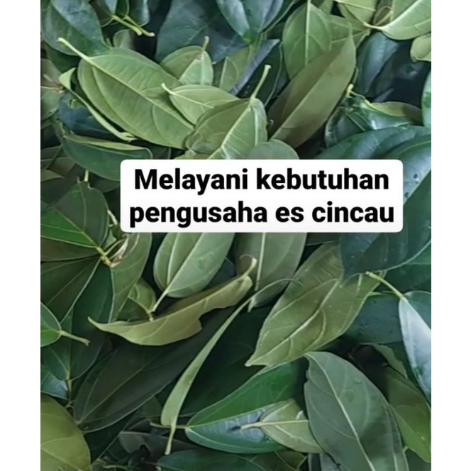 Jual 1kg Daun Cincau Hijau / Cincau Perdu (Kemasan Biasa). Sehat (Tanpa ...