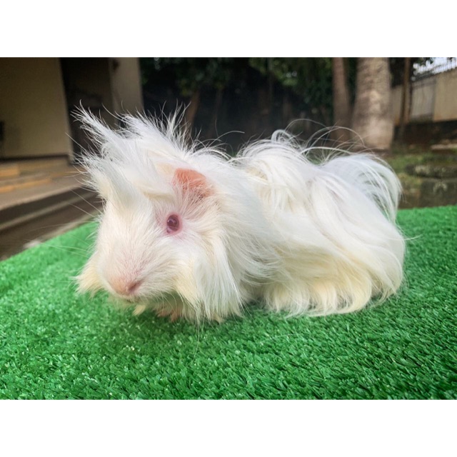 Jual Guinea Pig Marmut Hias Peruvian | Shopee Indonesia