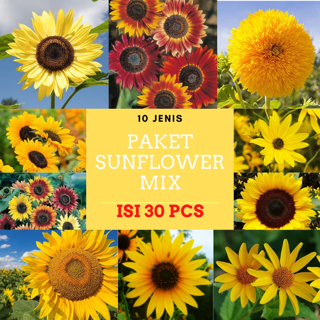 Jual Paket Benih Bibit Biji Bunga Sunflower Mix 10 Jenis | Shopee Indonesia
