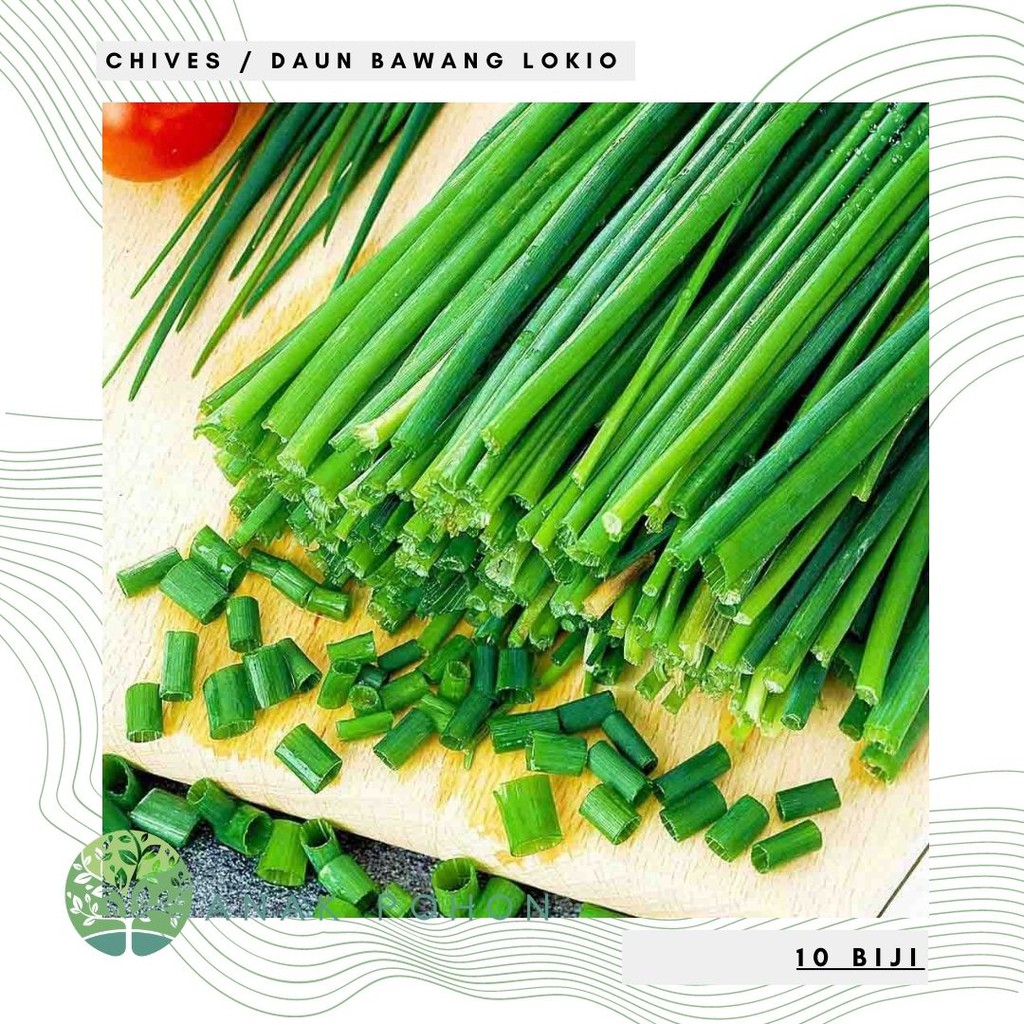 Jual Benih Bibit Biji - Chives / Daun Bawang Batak Lokio Seeds - IMPORT ...