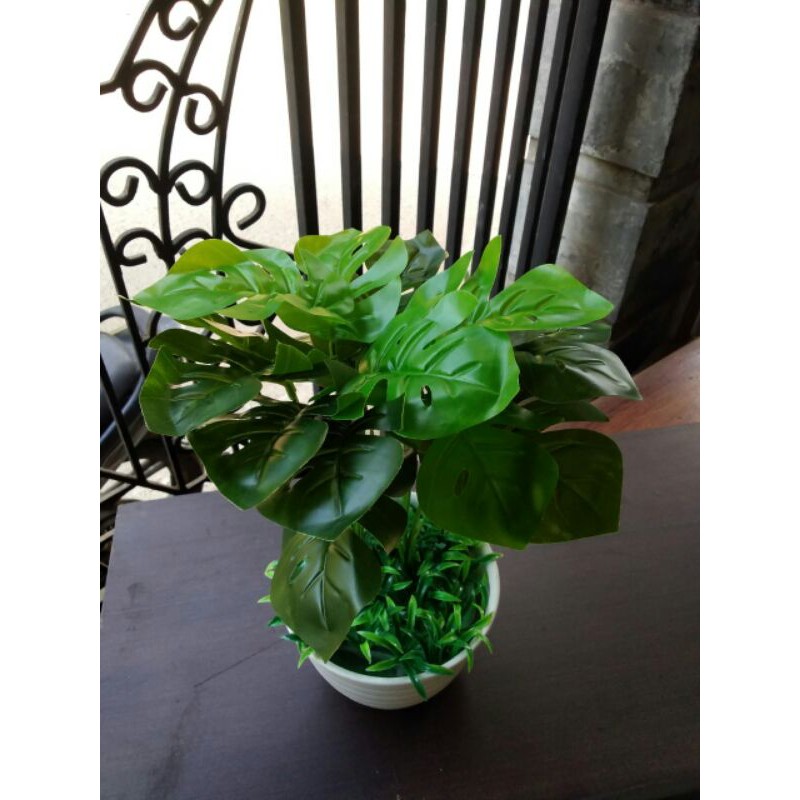 Jual Pot Tawon Tanaman Monstera Hijau D-15 Cm | Shopee Indonesia