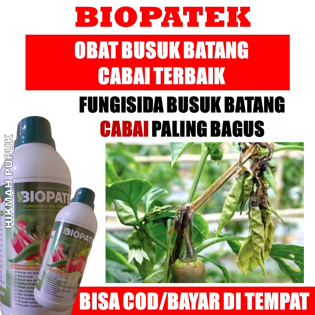 Jual BIOPATEK 500 ML PUPUK PENYAKIT VIRUS BUSUK BATANG TANAMAN CABAI, TERONG, TIMUN, PISANG ...