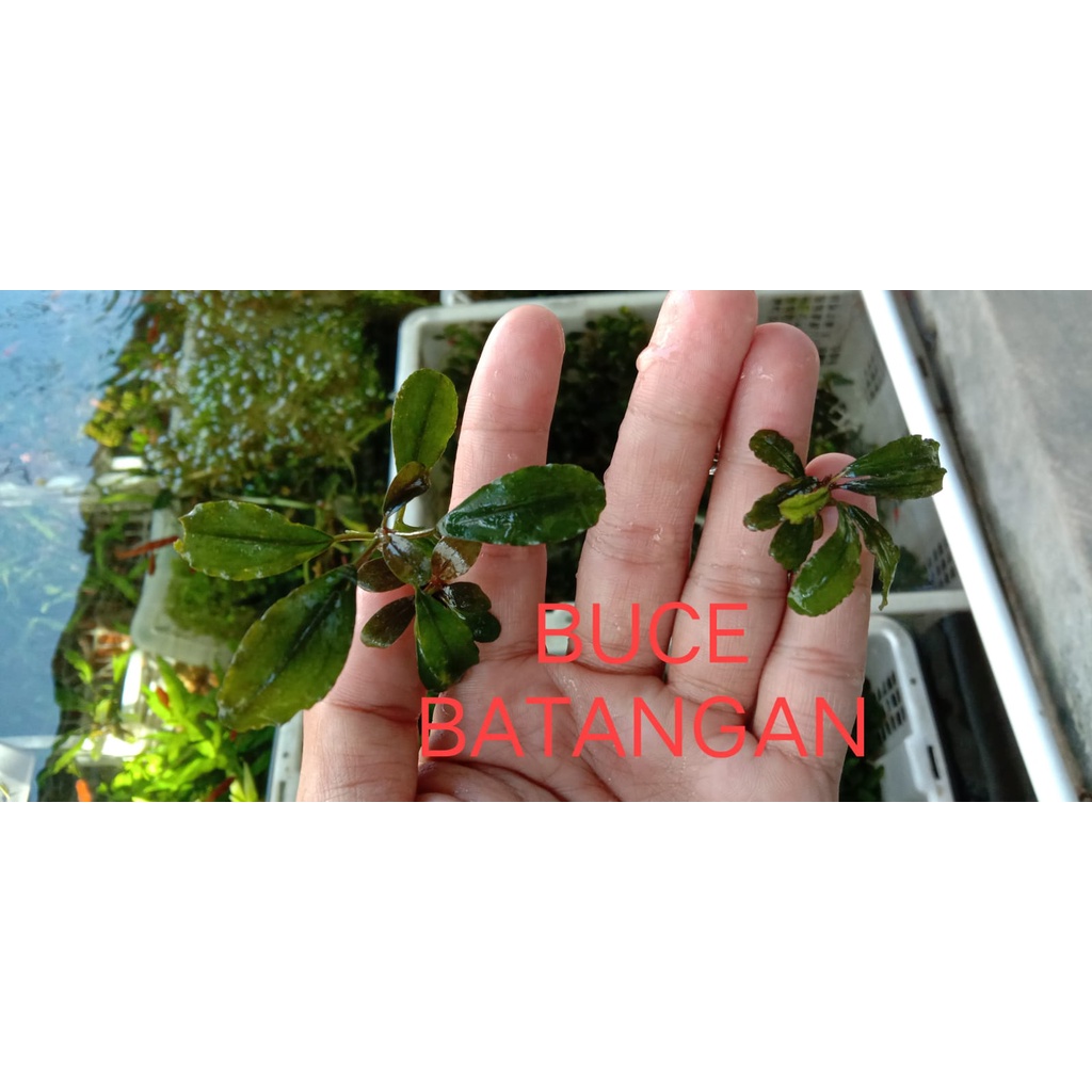 Jual tanaman aquascape BUCE BATANGAN | Shopee Indonesia
