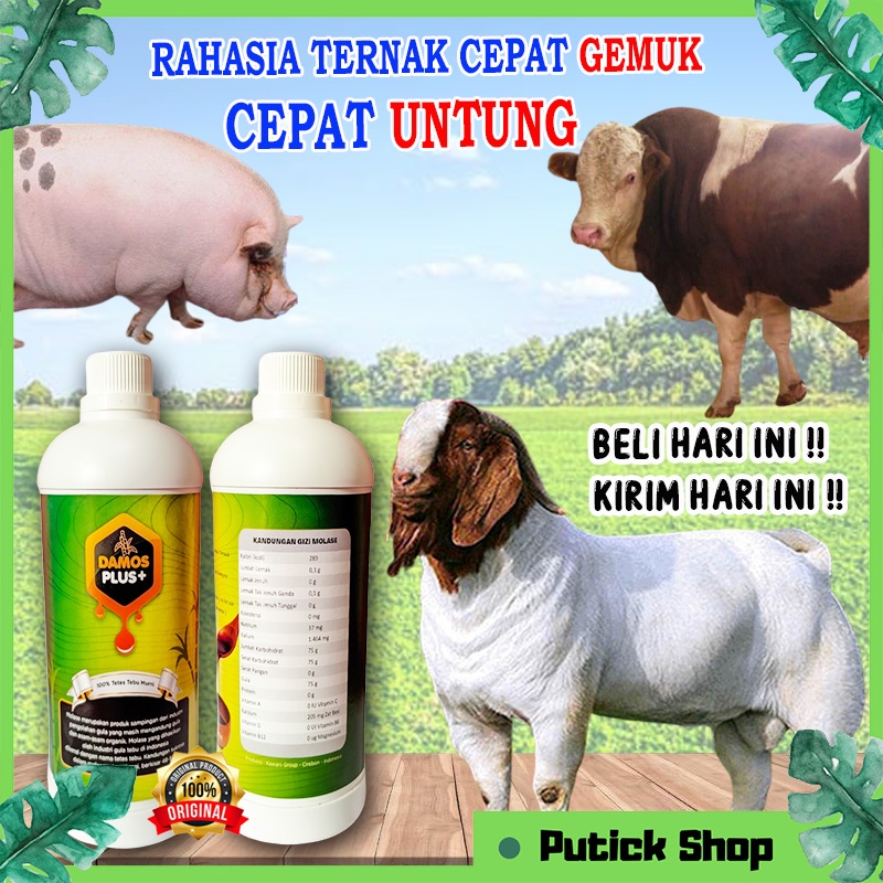 Jual vitamin kambing Harga Terbaik & Termurah September 2023 | Shopee ...