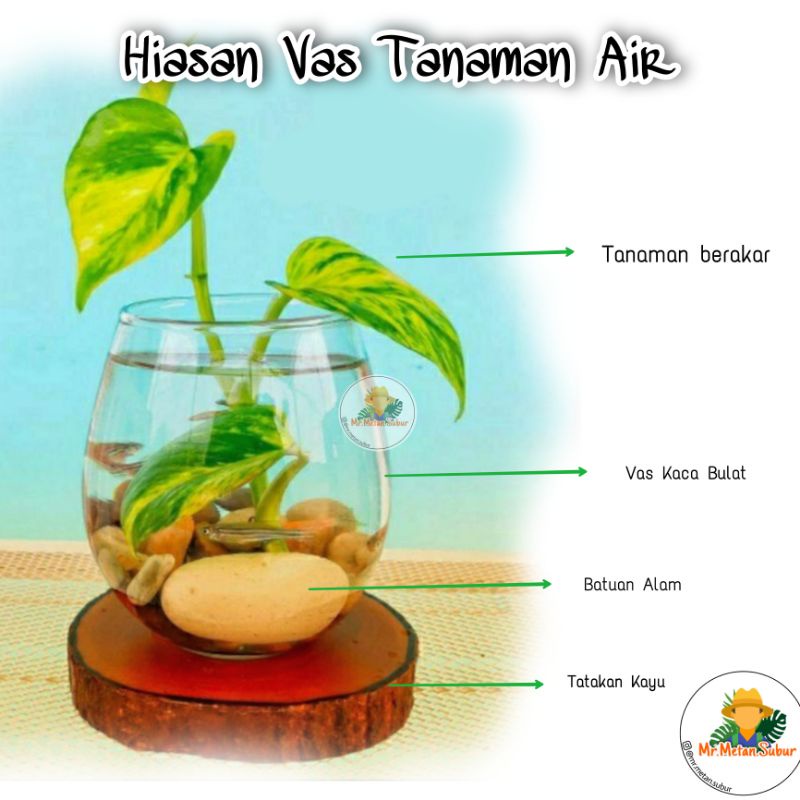 Jual paket tanaman air penghasil oksigen alami tipe bulat | Shopee ...