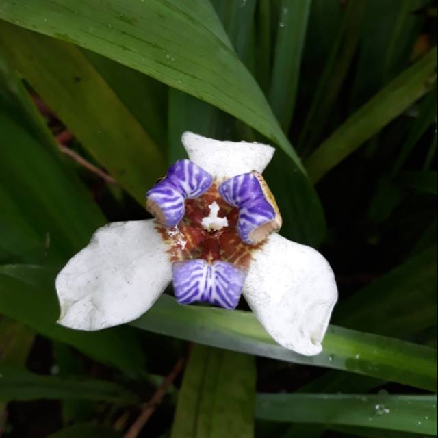 Jual Tanaman hias Iris bunga putih ( beli 5 gratis 1 ) | Shopee Indonesia