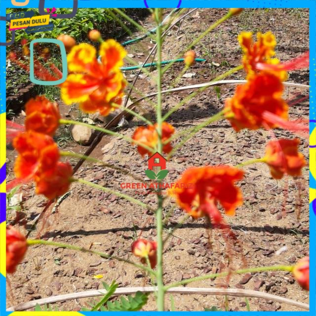 Jual Bibit bunga flamboyan | Shopee Indonesia
