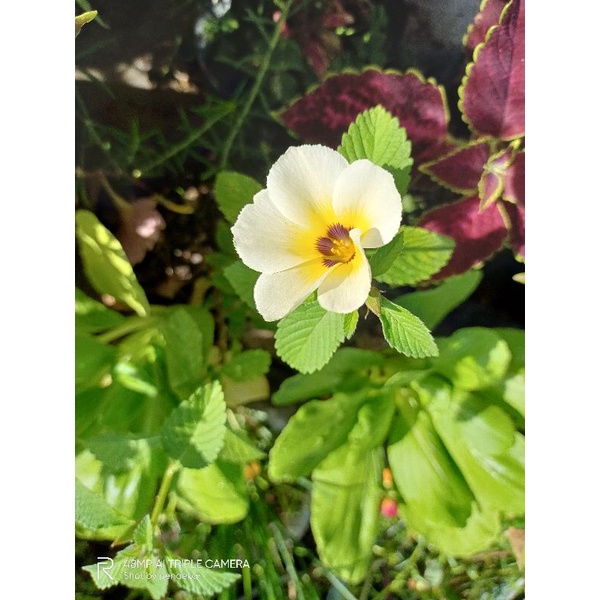 Jual Tanaman bunga Yolanda putih | Shopee Indonesia