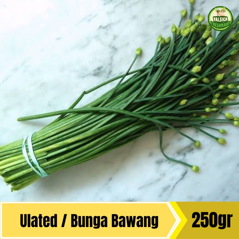 Jual Ulated / kembang Bawang - 1 ikat | Shopee Indonesia