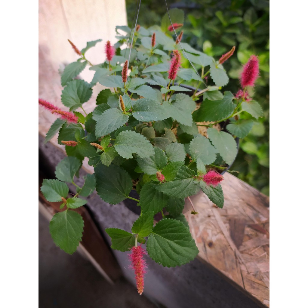 Jual Tanaman Hias Gantung Bunga ekor Kucing | Shopee Indonesia