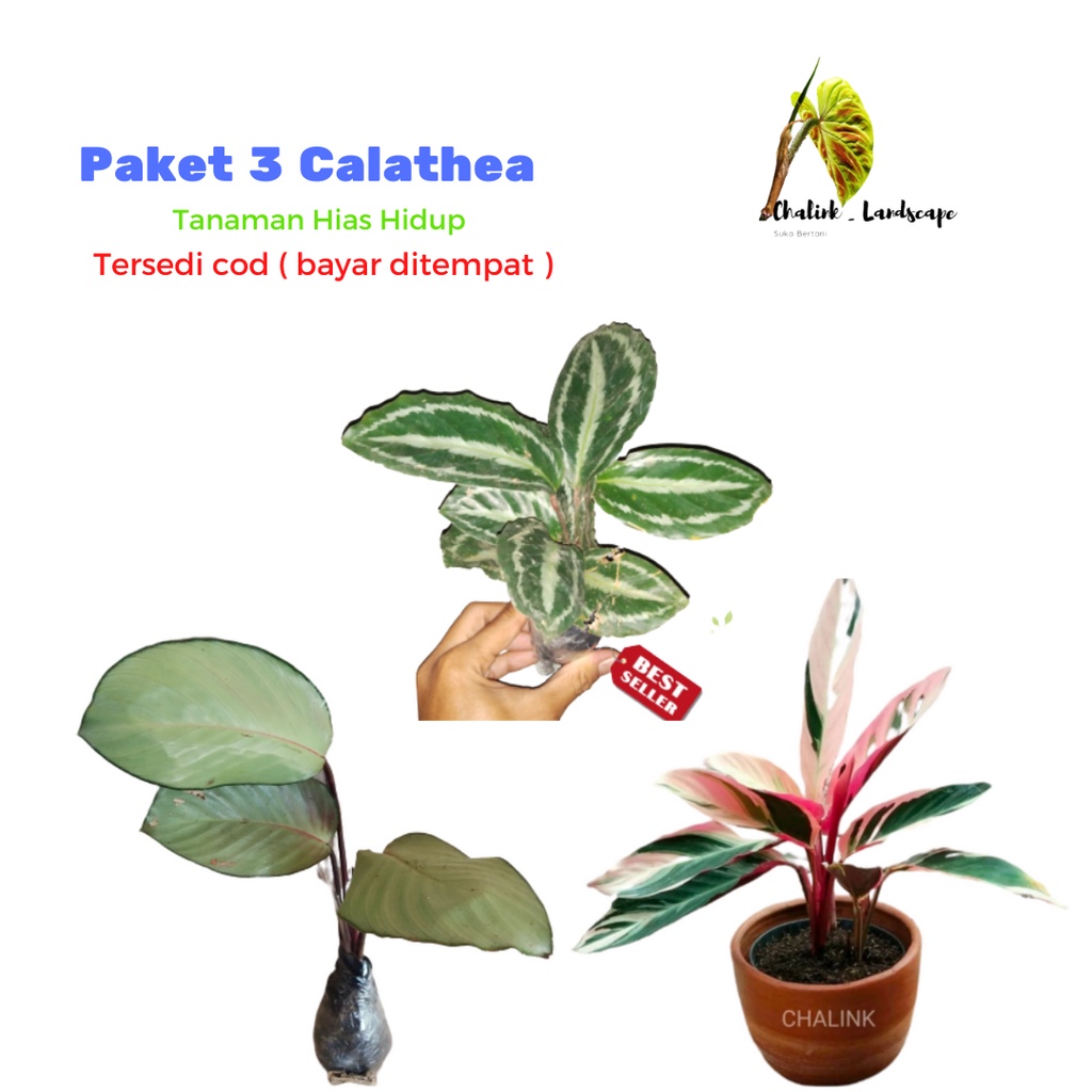 Jual Paket Hemat 3 Jenis Tanaman Hias / Bunga Calathea | Shopee Indonesia