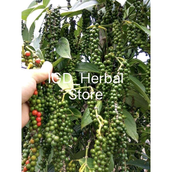Jual Bibit stek batang lada rambat & perdu merica | Shopee Indonesia