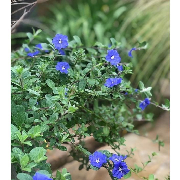 Jual Bunga Blue eye / mata biru ( evolvulus glomeratus ) | Shopee Indonesia