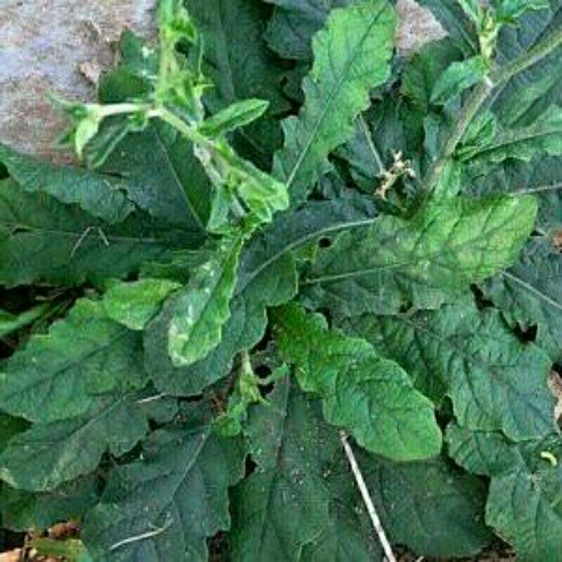 Jual Daun Tapak Liman 150 gram fres , Tapak liman , daun tapak liman ...