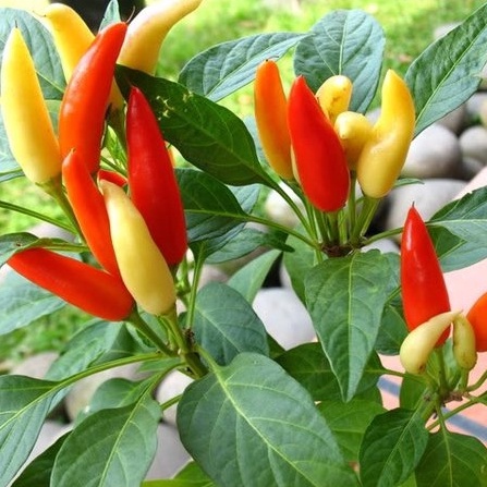 Jual Pohon Cabai Caplak Sudah Berbuah/ Pohon Cabai Belum Berbuah ...