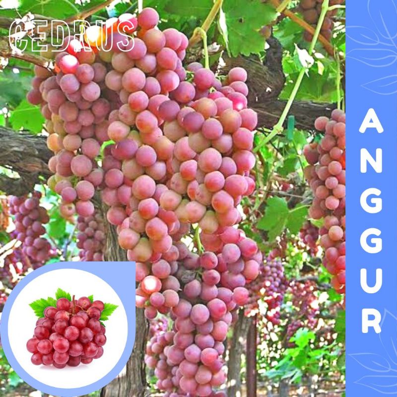 Jual Benih ANGGUR RED Globe Import Biji Buah | Shopee Indonesia