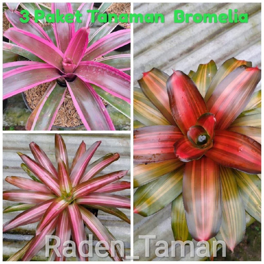 Jual 3 Paket tanaman Bromelia - Tanaman hidup bromelia - Tanaman hias ...
