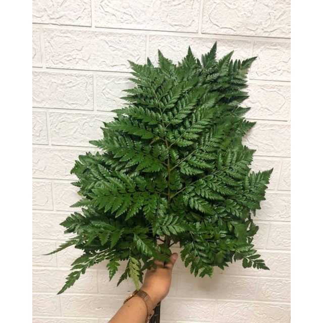 Jual DAUN PAKIS SEGAR DAUN LEATHER LEAF POTONG FRESH | Shopee Indonesia