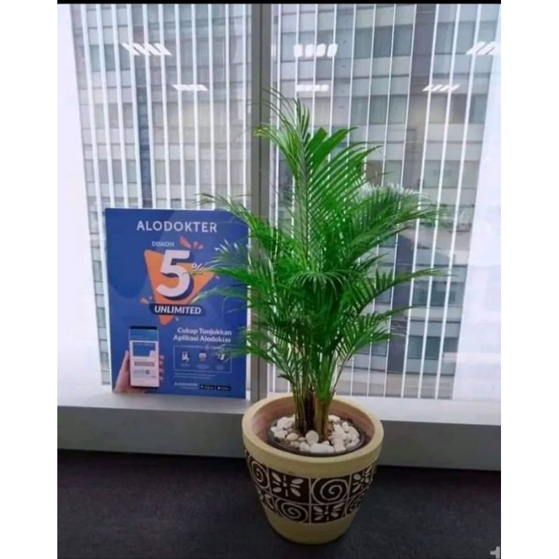 Jual Palem kuning | Shopee Indonesia