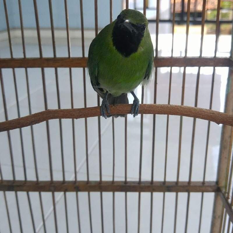 Jual BURUNG CAK IJO MINI JANTAN RAWATAN | Shopee Indonesia