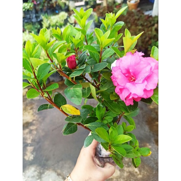 Jual Azalea bunga pink tumpuk (Tanaman yang rajin berbunga) | Shopee ...
