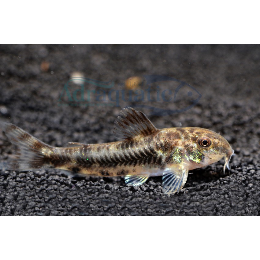 Jual (INSTANT BANDUNG) IKAN HIAS ASPIDORAS SPILOTUS DWARF CATFISH ...