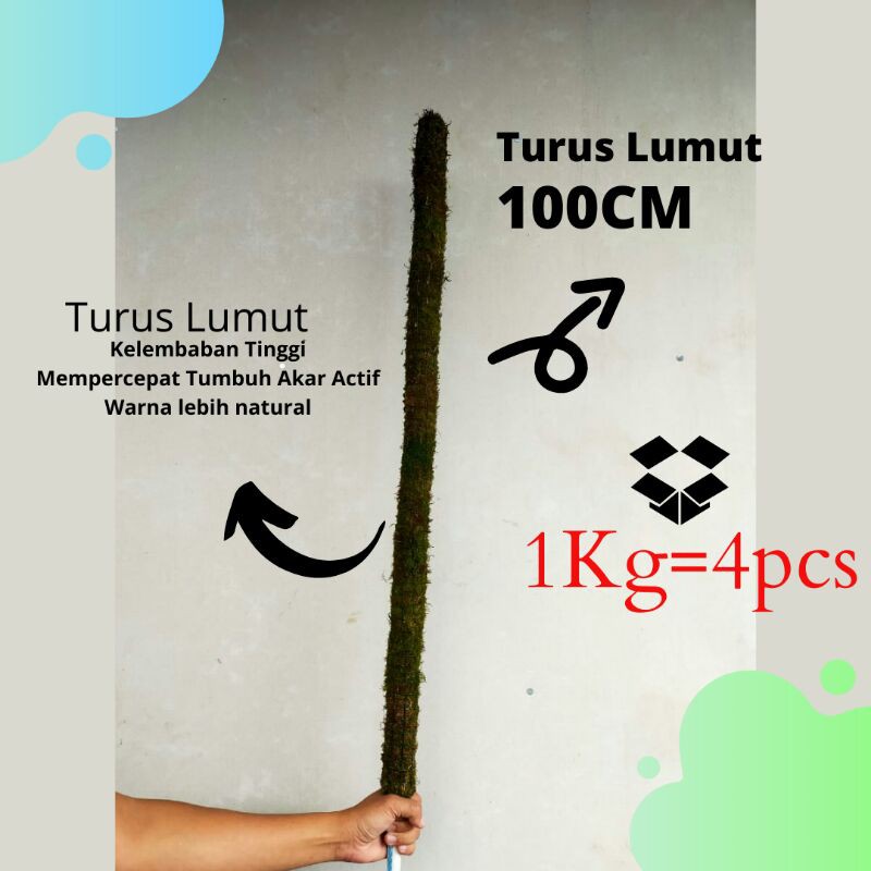 Jual TURUS TANAMAN RAMBAT LUMUT 100 CM | Shopee Indonesia