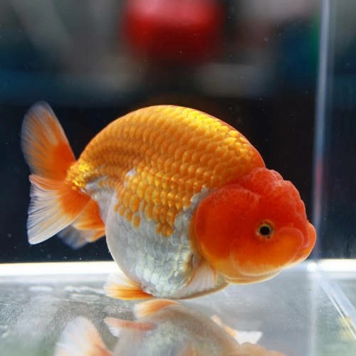 Jual ikan mas koki ranchu rw / ranchu quality | Shopee Indonesia
