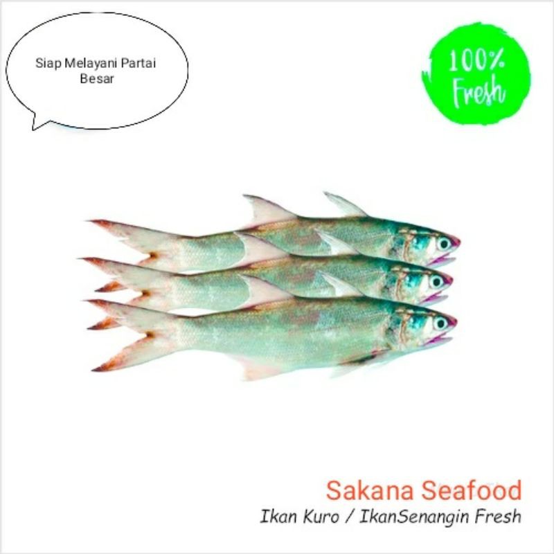Jual Ikan Senangin/Kuro segar 1kg | Shopee Indonesia