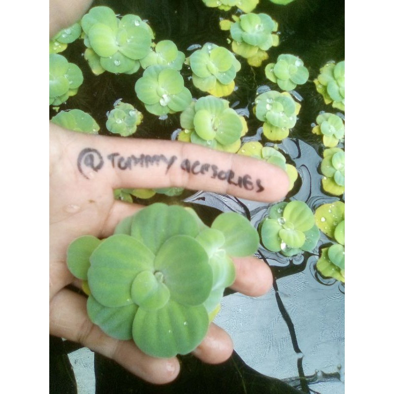 Jual kapu kapu (dwarf pistia) apu apu mini tanaman aquascape penyerap ...