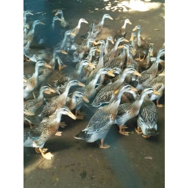 Jual TELUR BEBEK HIAS ALABIO FERTIL ASLI UNTUK DITETASKAN | Shopee ...