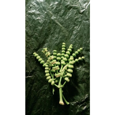 Jual UCENG SUCU/MELINJO KEMBANG SEGAR/MELINJO KROTO 250g | Shopee Indonesia