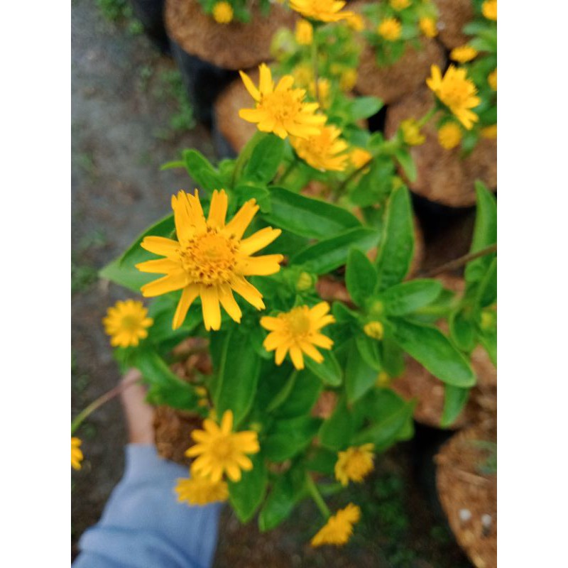 Jual Tanaman Hias Matahari Mini Bunga Seribu Bintang | Shopee Indonesia