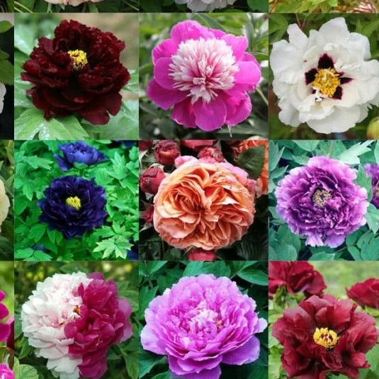 Jual Bibit / Benih Biji Bunga Peoni Mix Warna Peony Lactiflora isi 10 ...