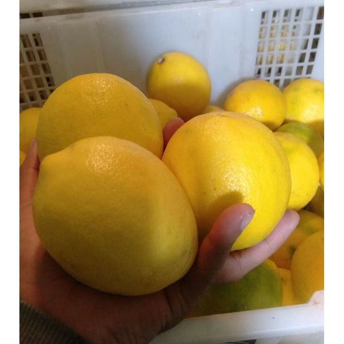Jual Lemon California 1kg isi 5-8 buah | Shopee Indonesia