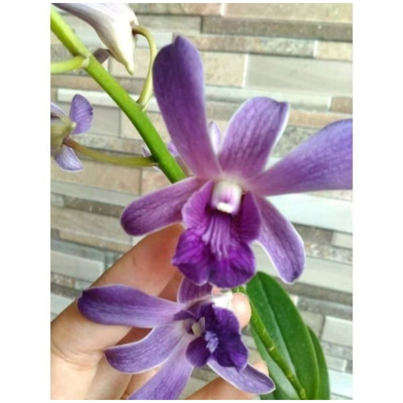 Jual Pohon Bunga Anggrek Dendrobium Pure Blue Dewasa Siap Spike ...