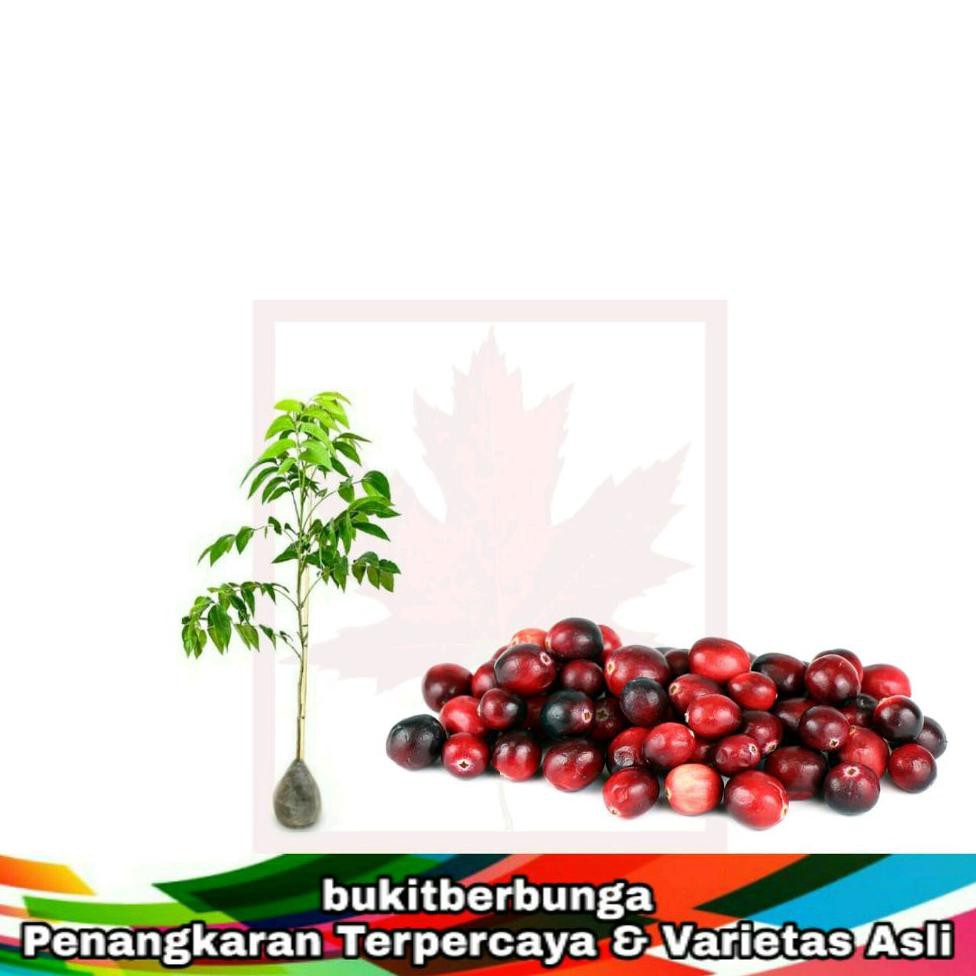 Jual Asli Tanaman Buah Lobi-Lobi | Shopee Indonesia