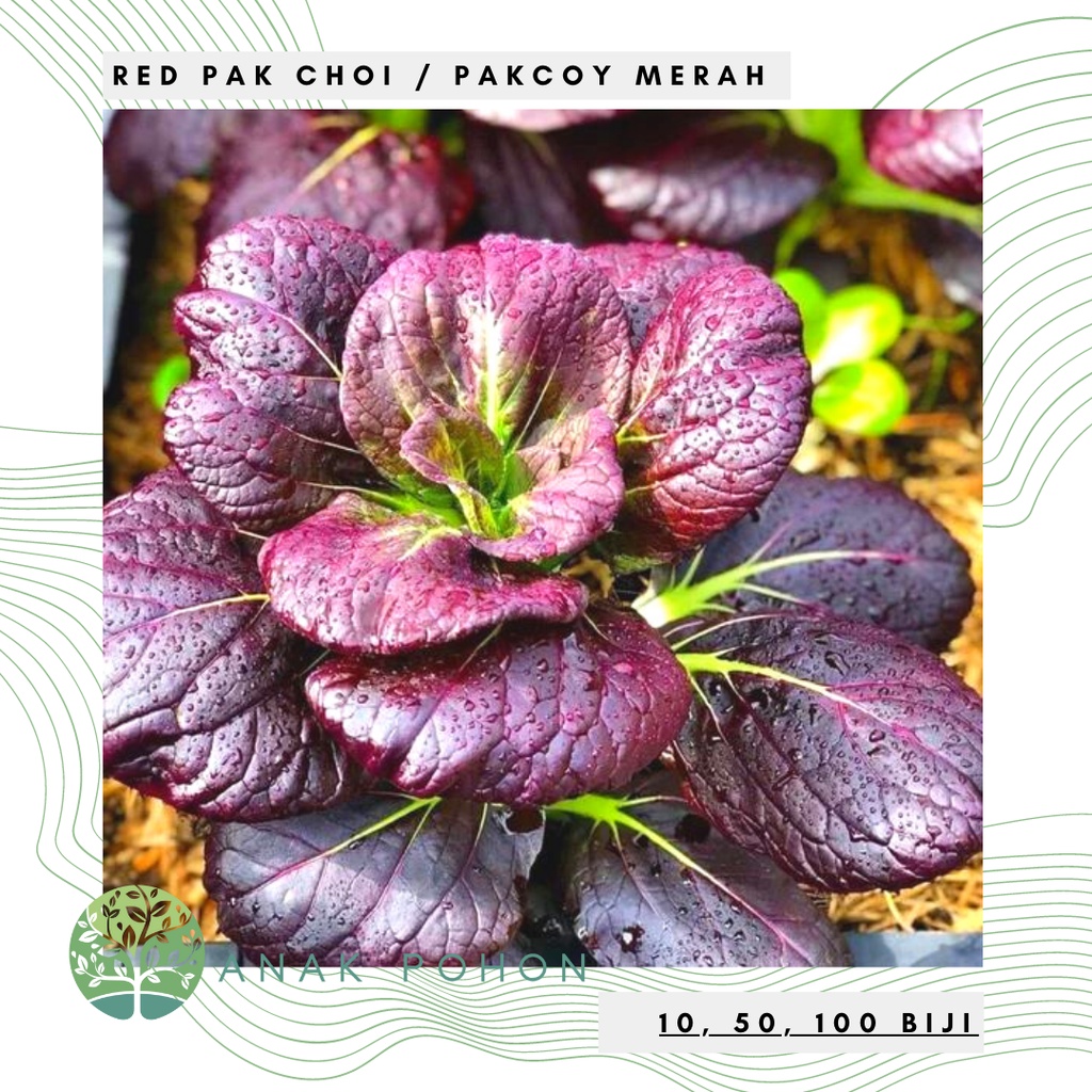 Jual Benih Bibit Biji - Red Pak Choi F1 / Sawi Pak Choy Pakcoy Merah ...